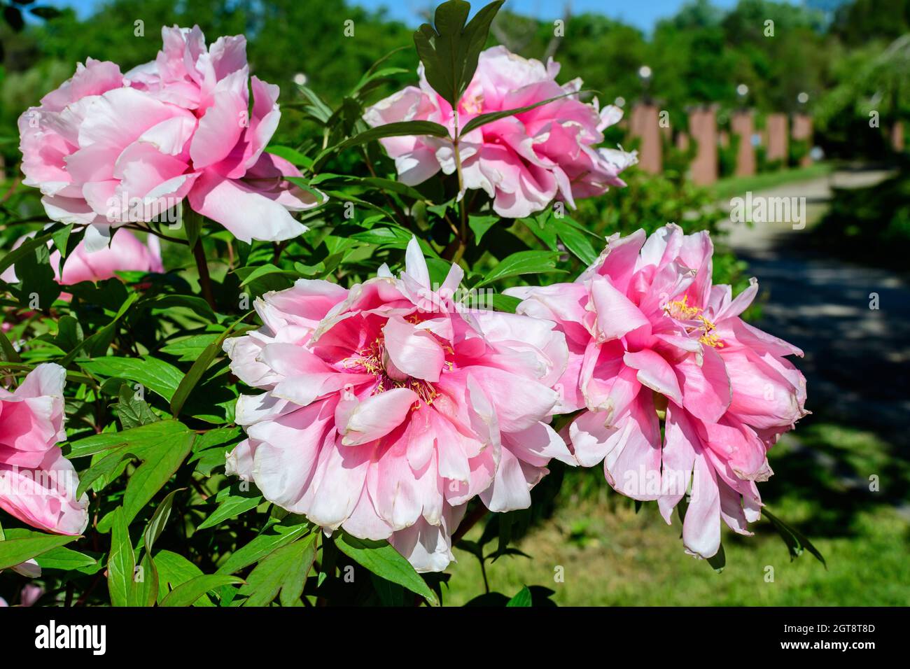 Bush with many large delicate pink peony flowers in direct sunlight, in ...