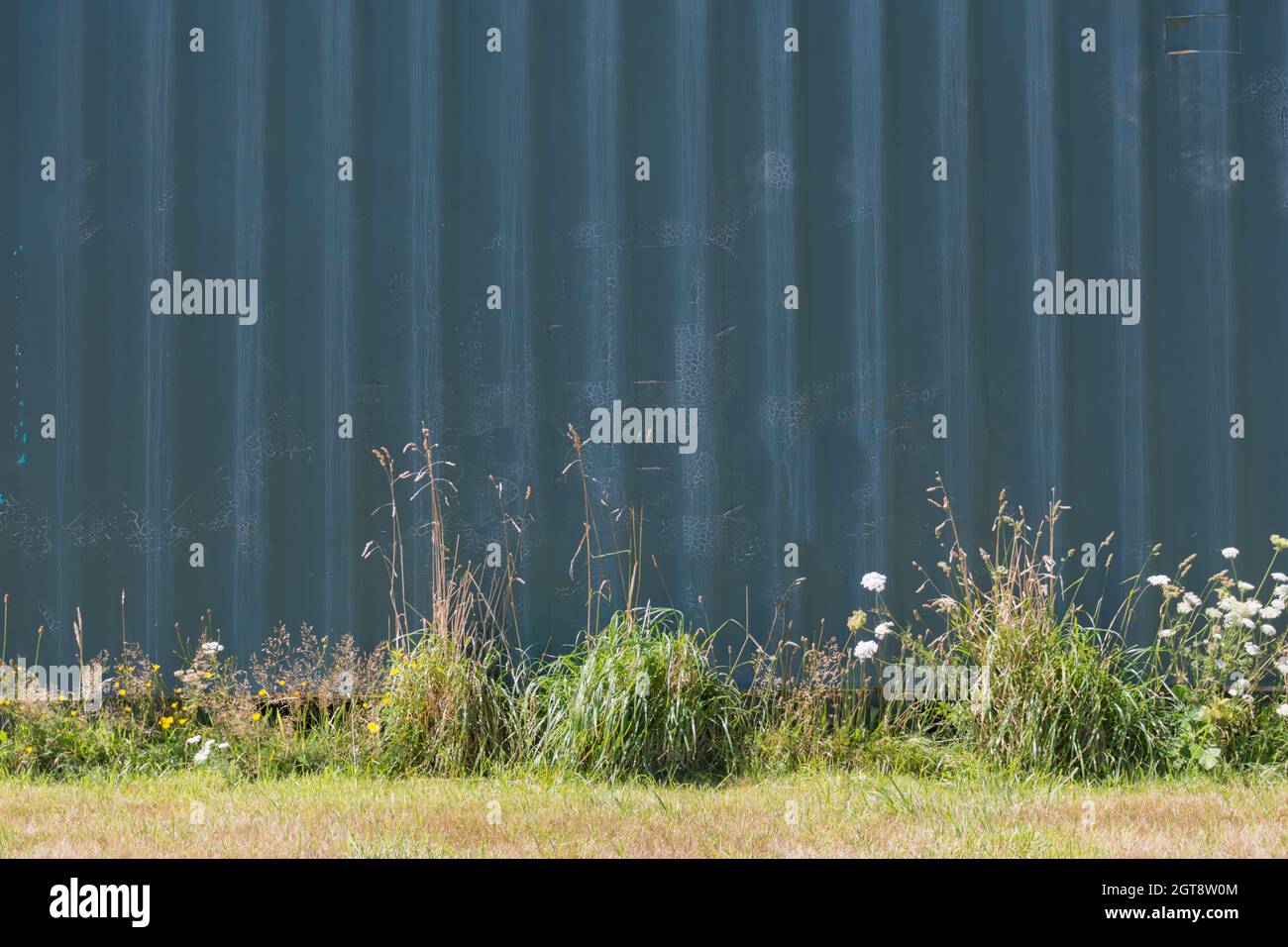 Front view of a side of a blue shipping container with overgrown grass ...