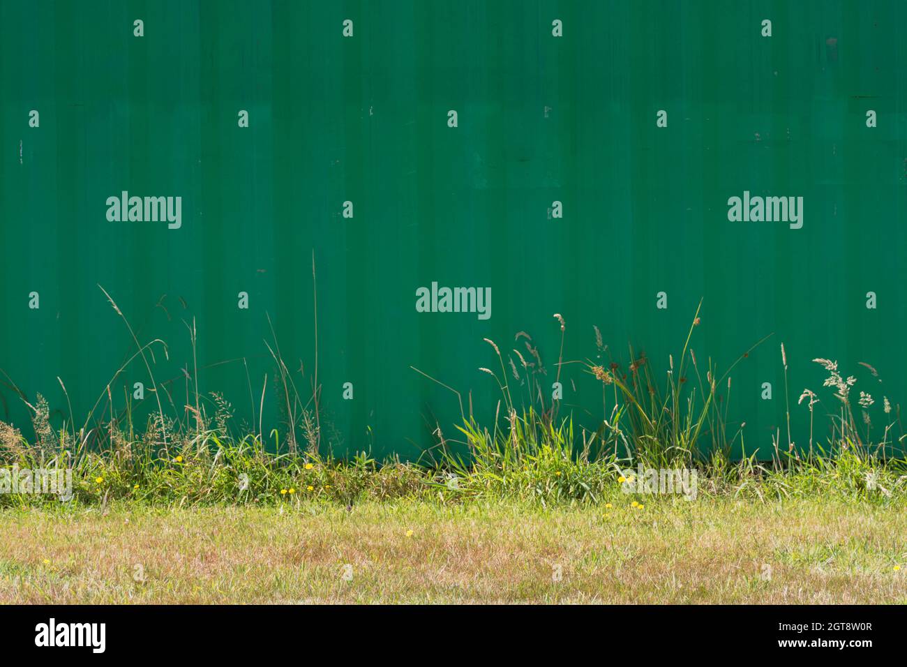 Front view of a side of a green shipping container with overgrown grass ...