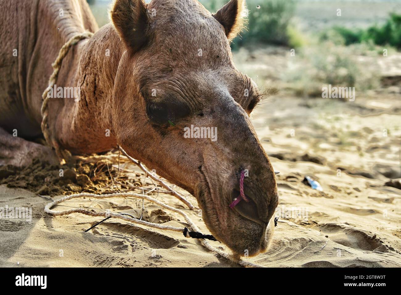 Camel muzzle india hi-res stock photography and images - Alamy