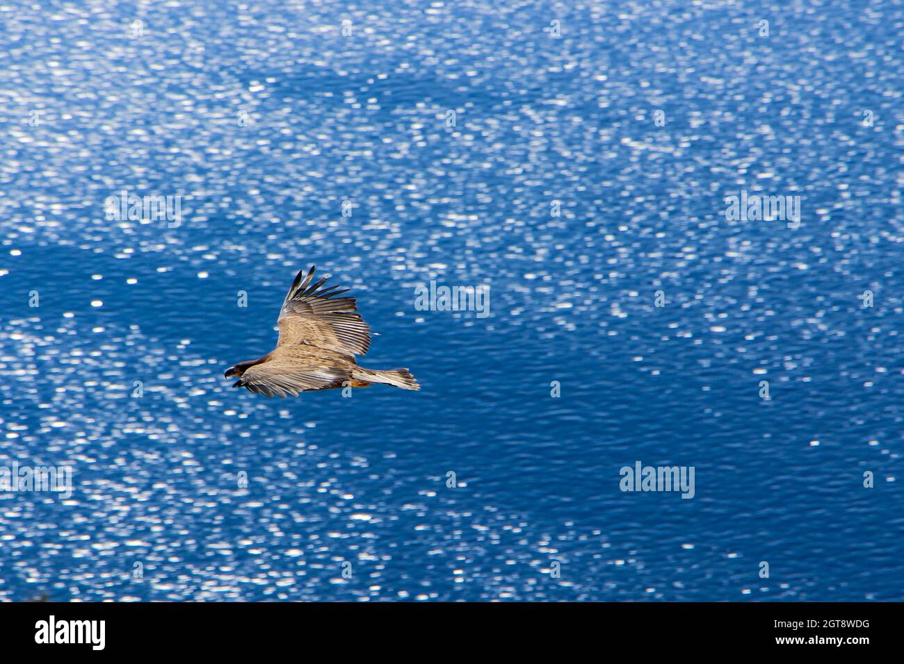 Oregon flying squirrel hi-res stock photography and images - Alamy