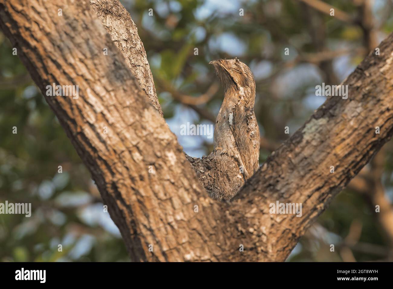 Common potoo bird hi-res stock photography and images - Alamy