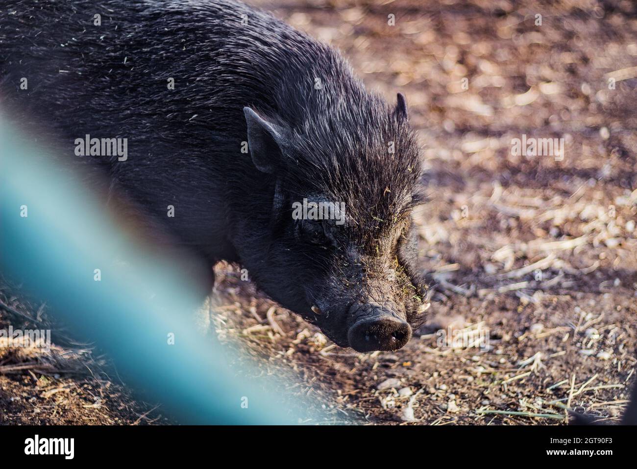 Wild boar zoo hi-res stock photography and images - Alamy