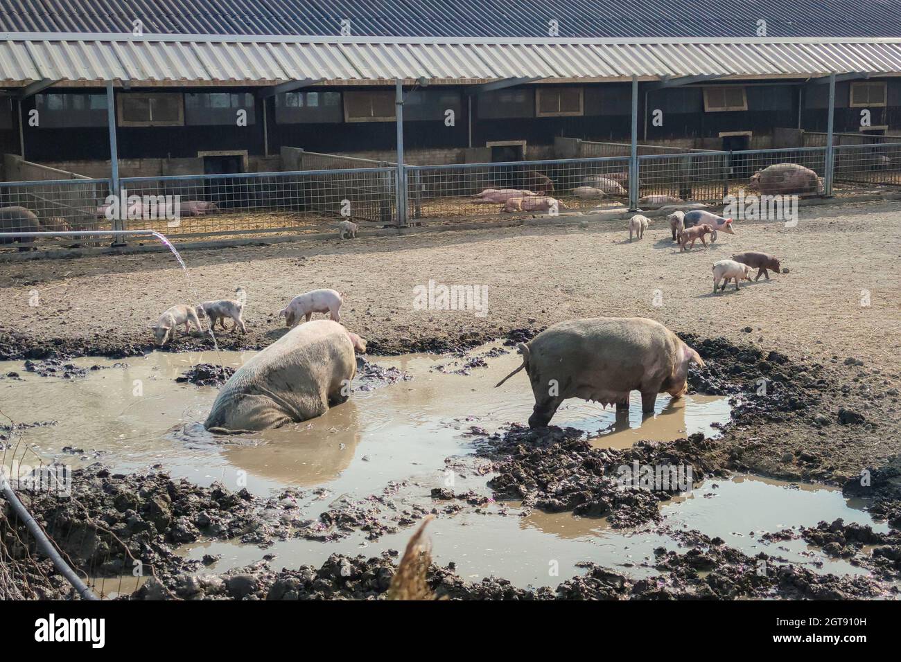 Pigs take a mud bath on a pig farm Stock Photo - Alamy