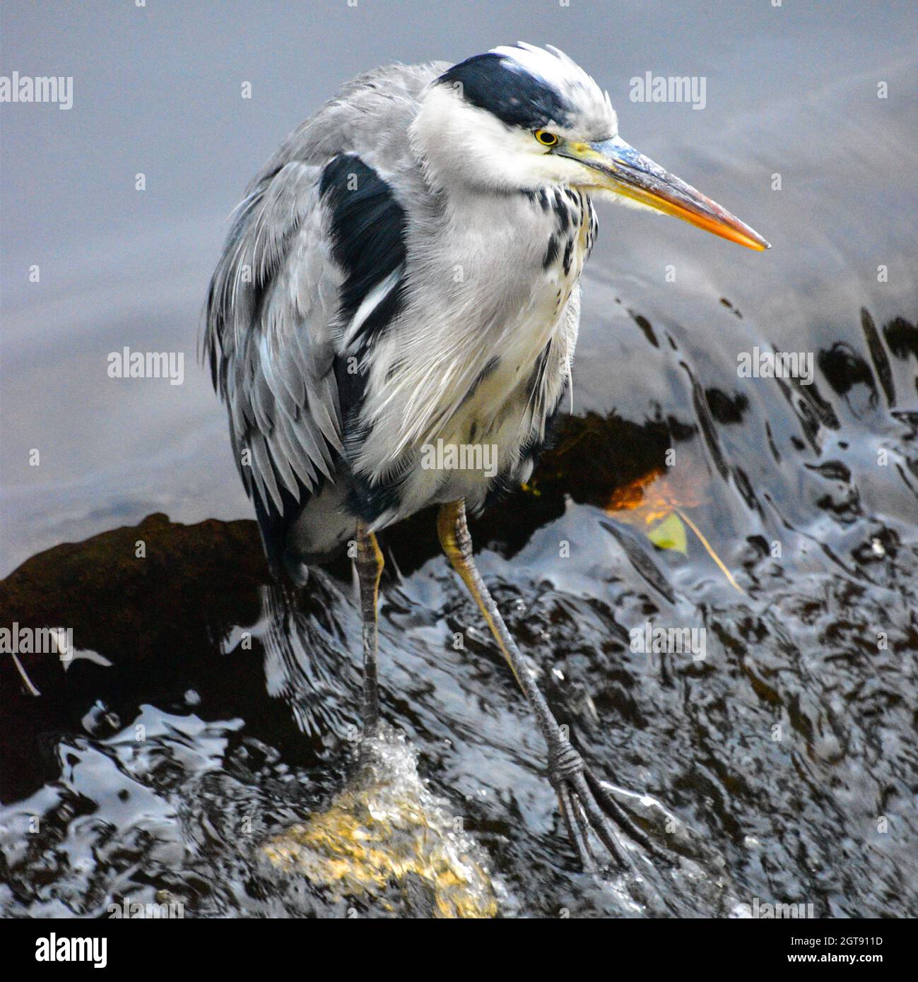 Grey Heron, Hebden Water, Hebden Bridge, Calderdale, West Yorkshire ...