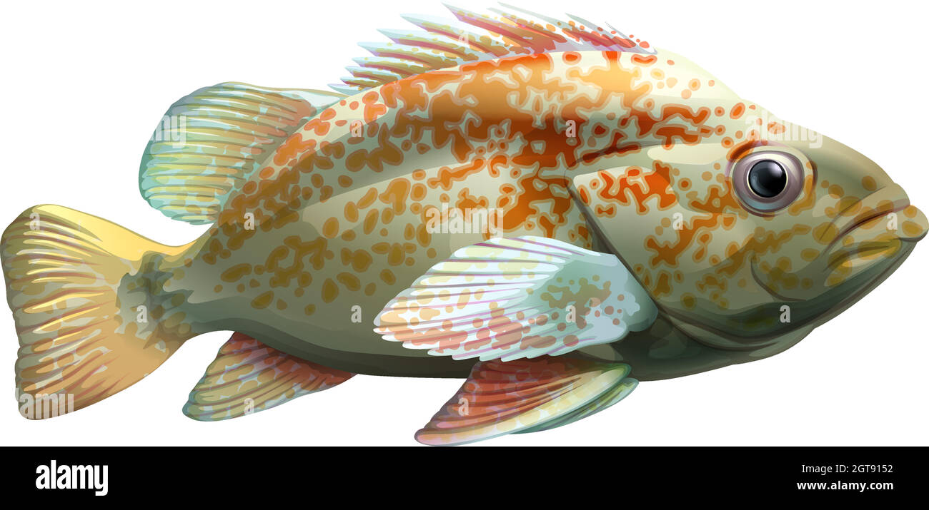 Fish Stock Vector Images - Alamy