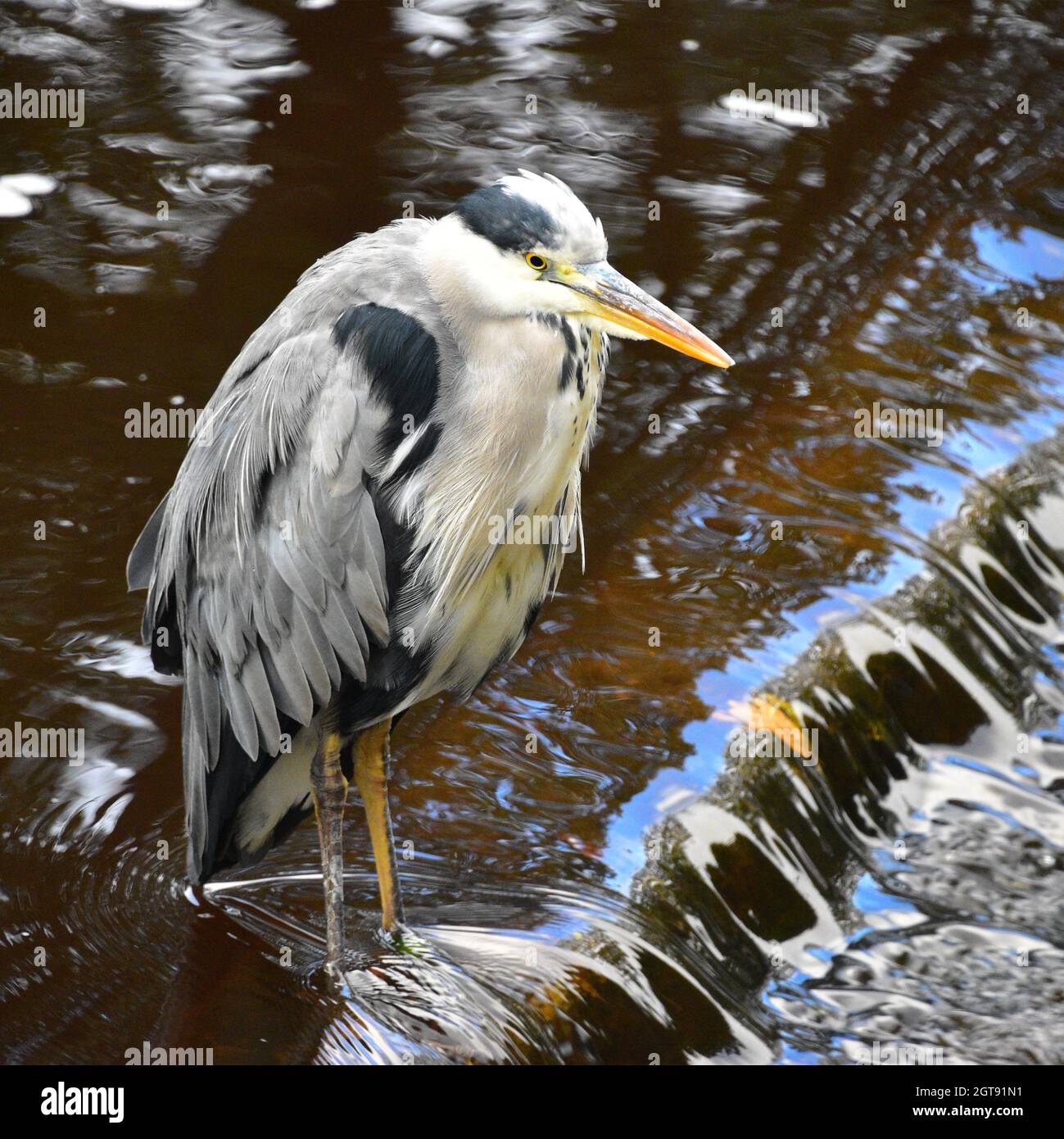 Grey Heron, Hebden Water, Hebden Bridge, Calderdale, West Yorkshire ...