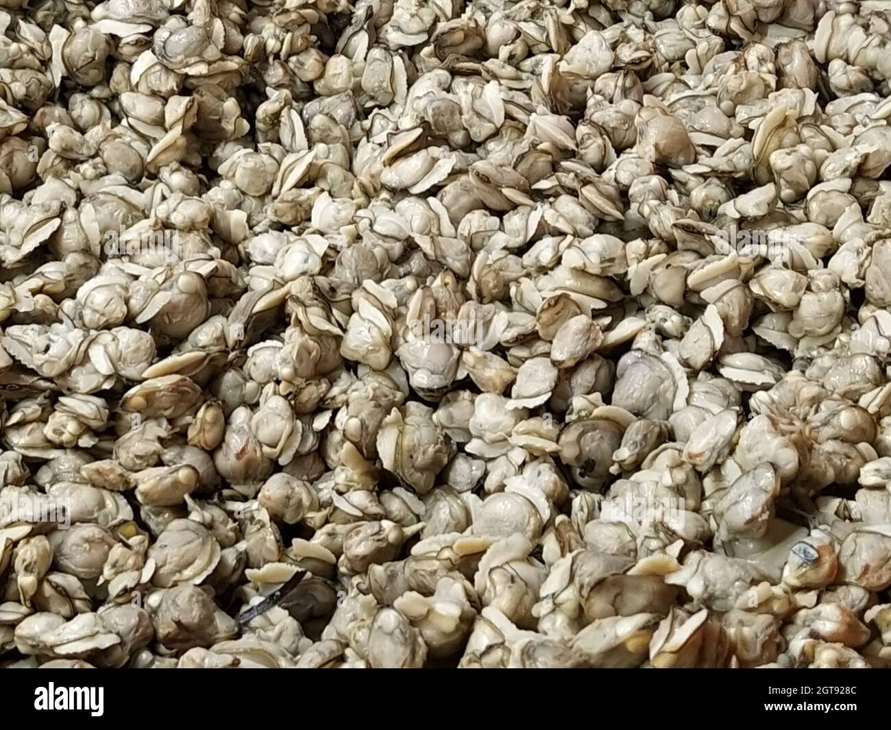 Clam shot hi-res stock photography and images - Alamy