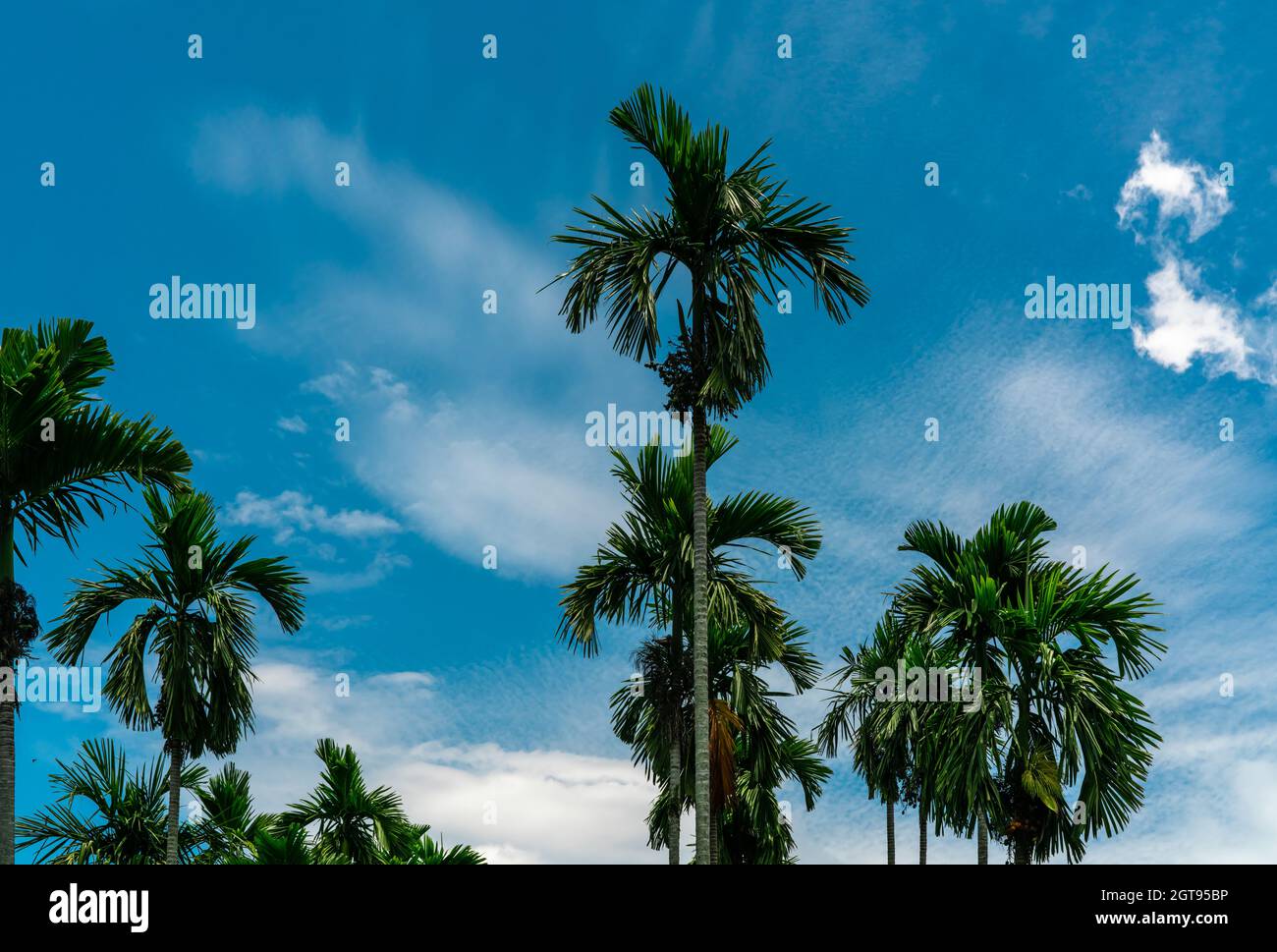 Areca plantation hi-res stock photography and images - Alamy