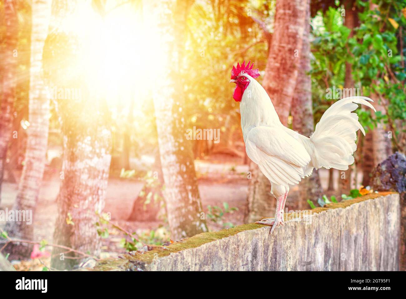 Male chicken at sunrise hi-res stock photography and images - Alamy