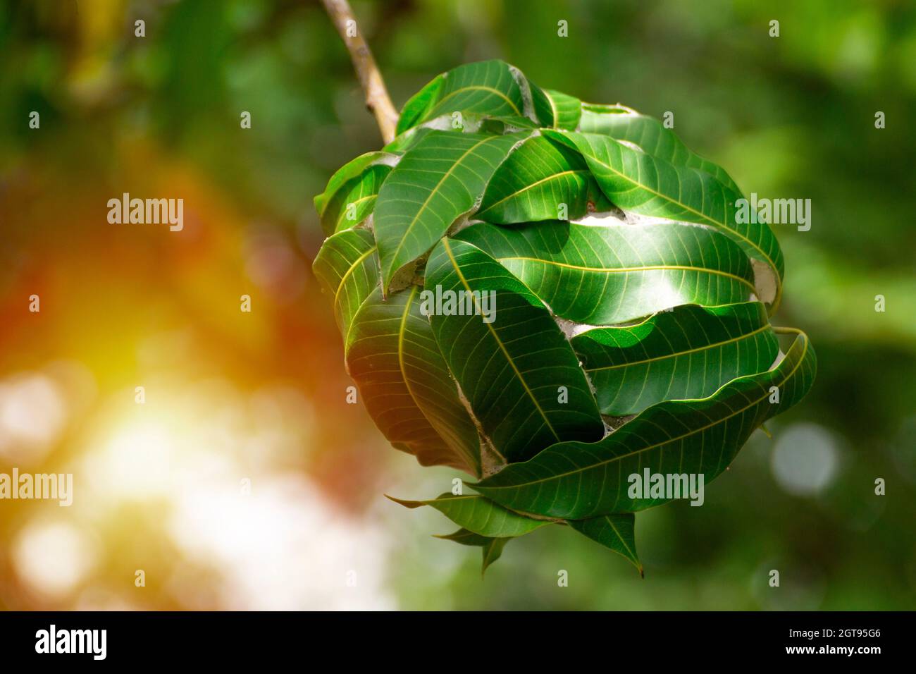 Burrow dug nest hi-res stock photography and images - Alamy