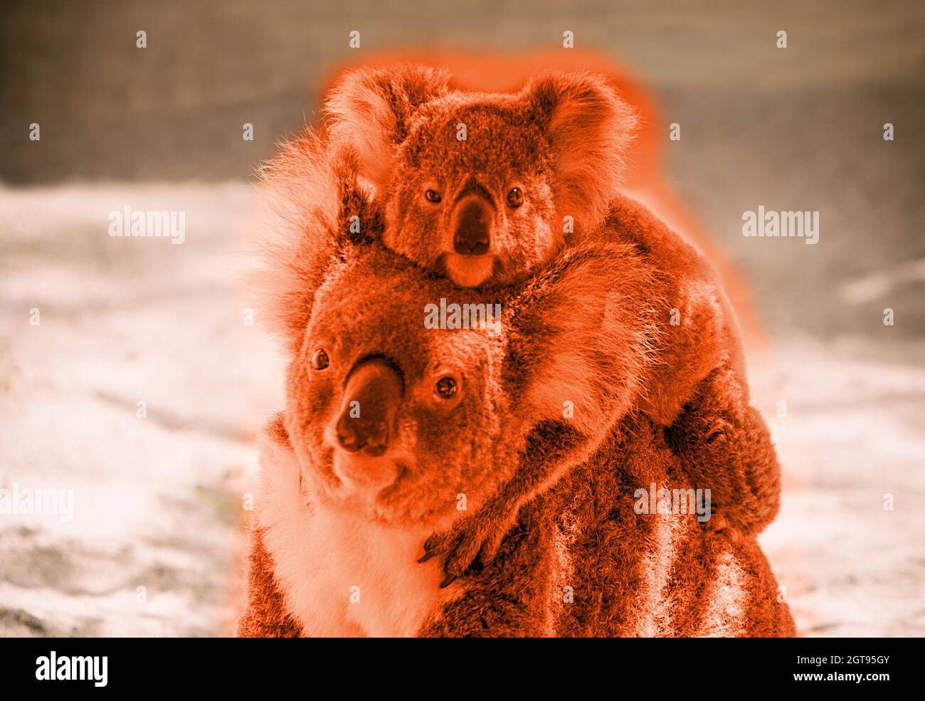 Koala forest fire hi-res stock photography and images - Alamy