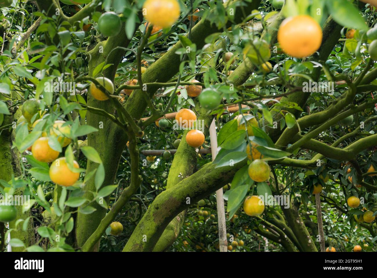 Background Orange Farm Ready To Harvest Stock Photo - Alamy