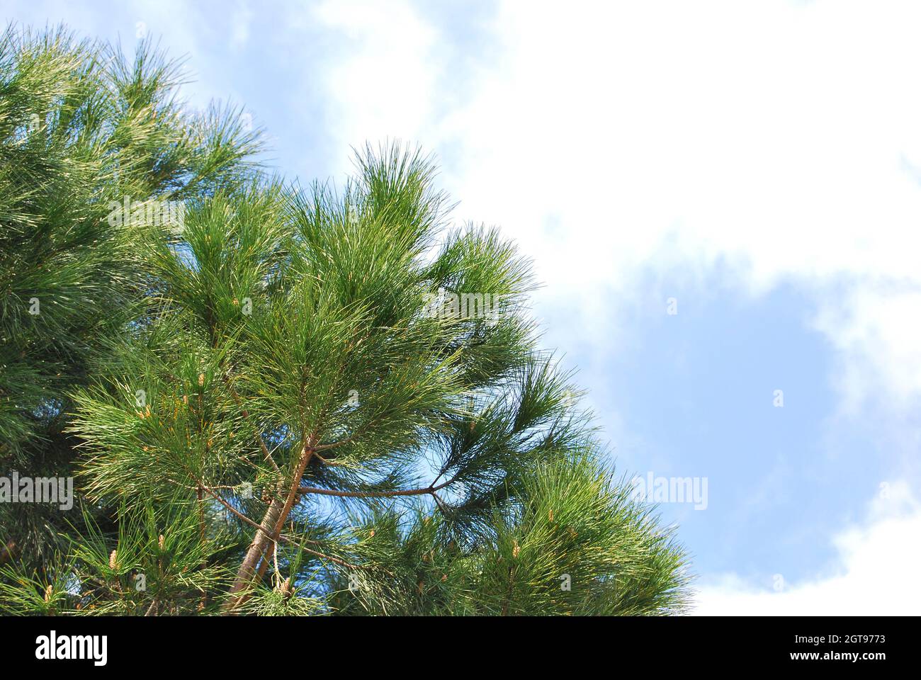 Needle leaf pine tree in its natural environment, pine tree in nature ...