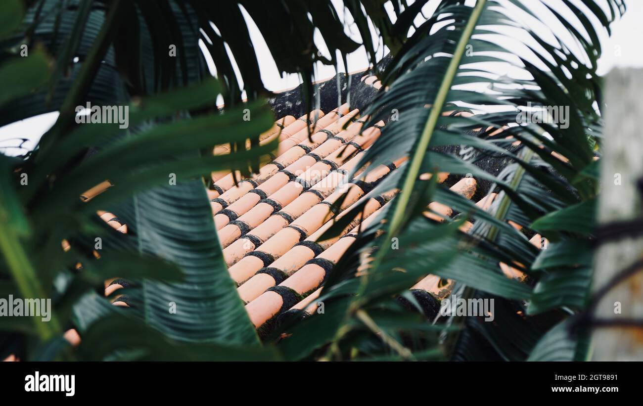 Leaf Roof High Resolution Stock Photography and Images - Alamy