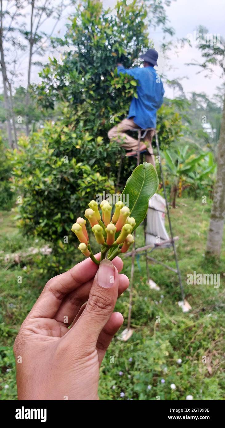 Bush clove hi-res stock photography and images - Alamy