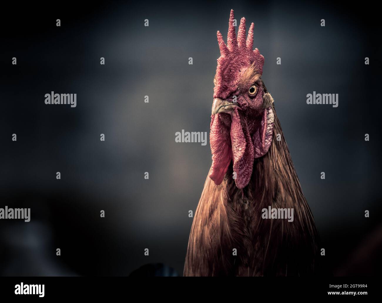 Angry Rooster High Resolution Stock Photography and Images - Alamy