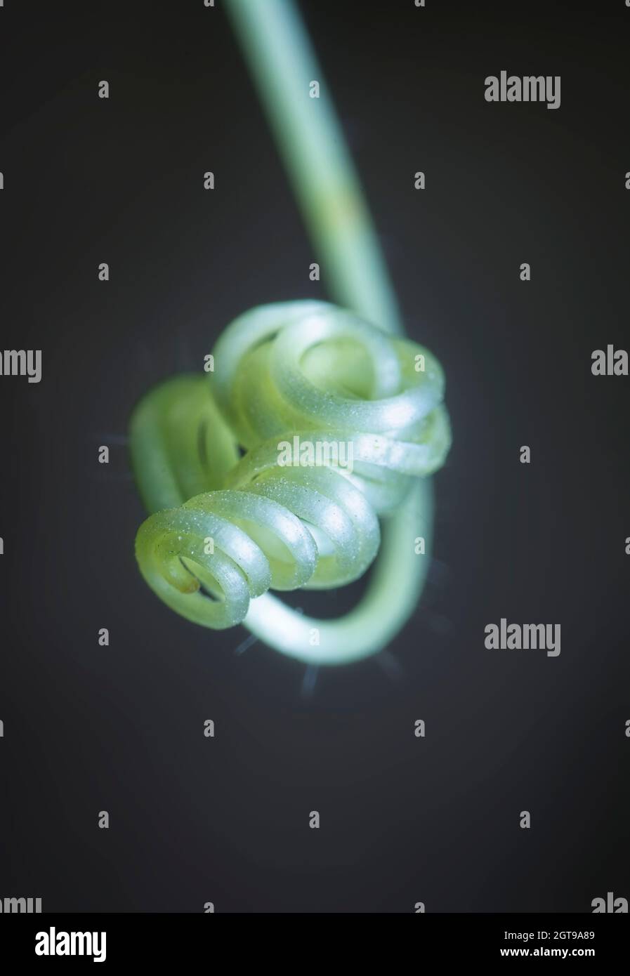 Tendril climbing plants hi-res stock photography and images - Alamy