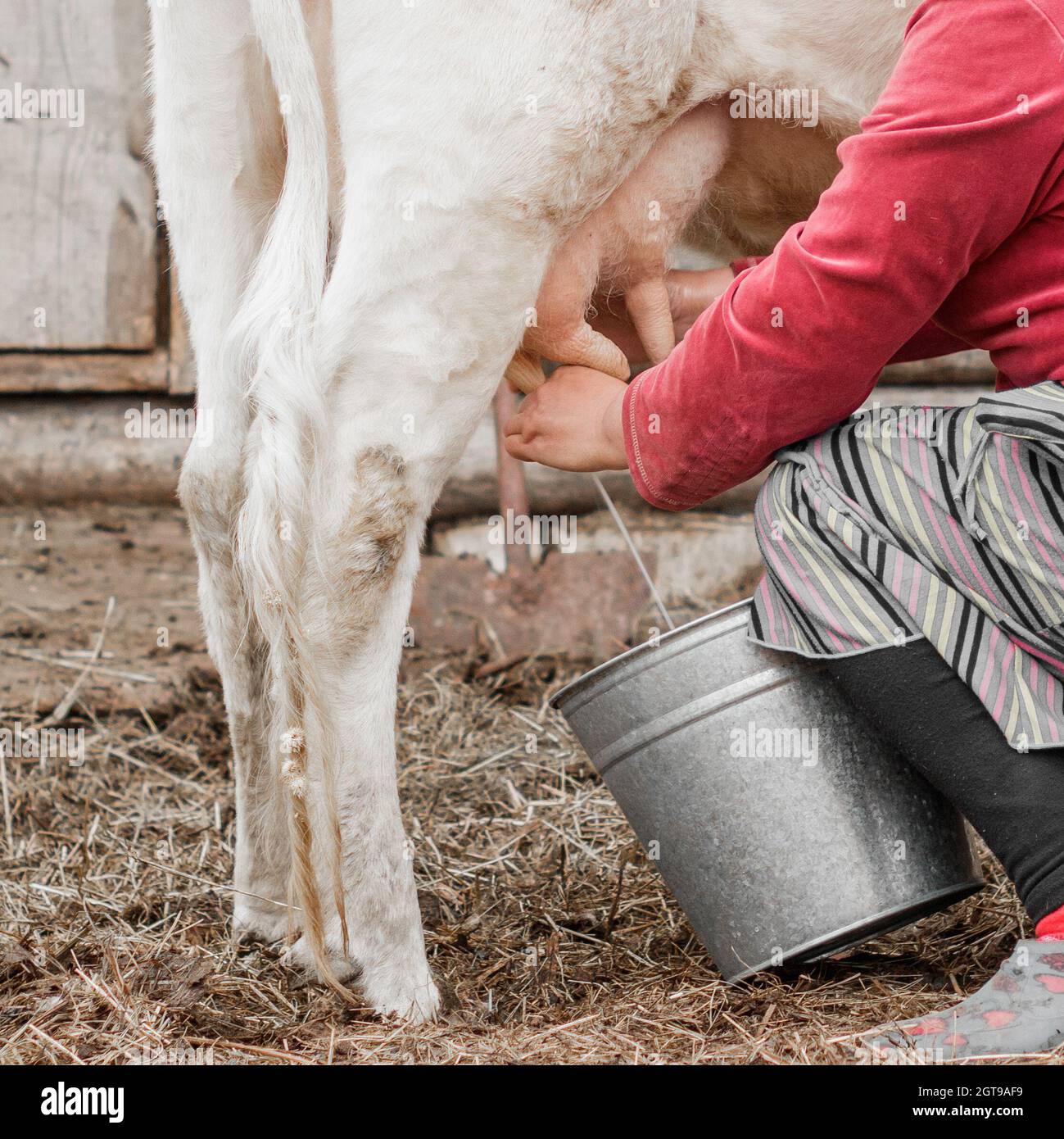 Person milking a cow by hand hi-res stock photography and images - Alamy