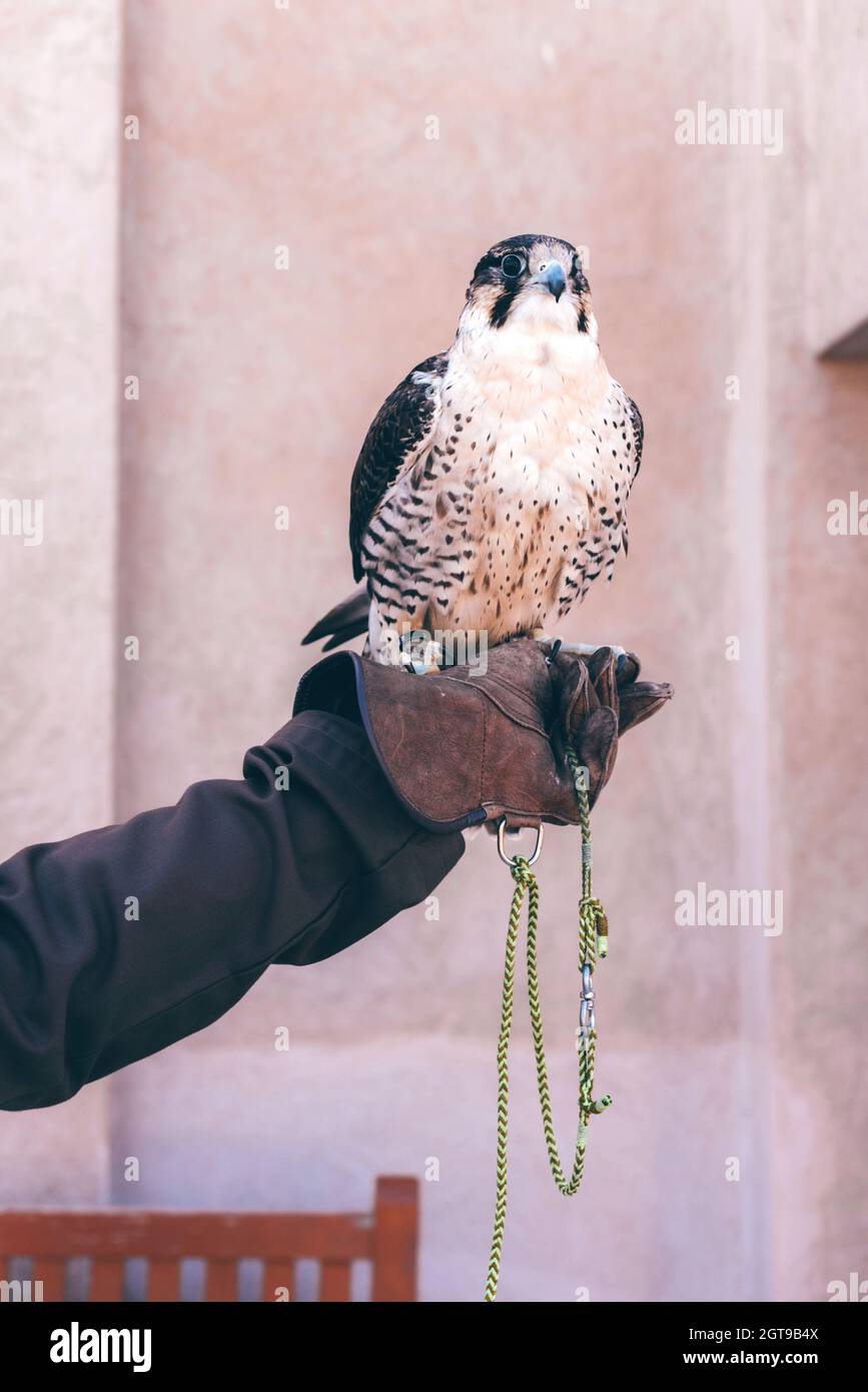 Oman falcon hi-res stock photography and images - Alamy