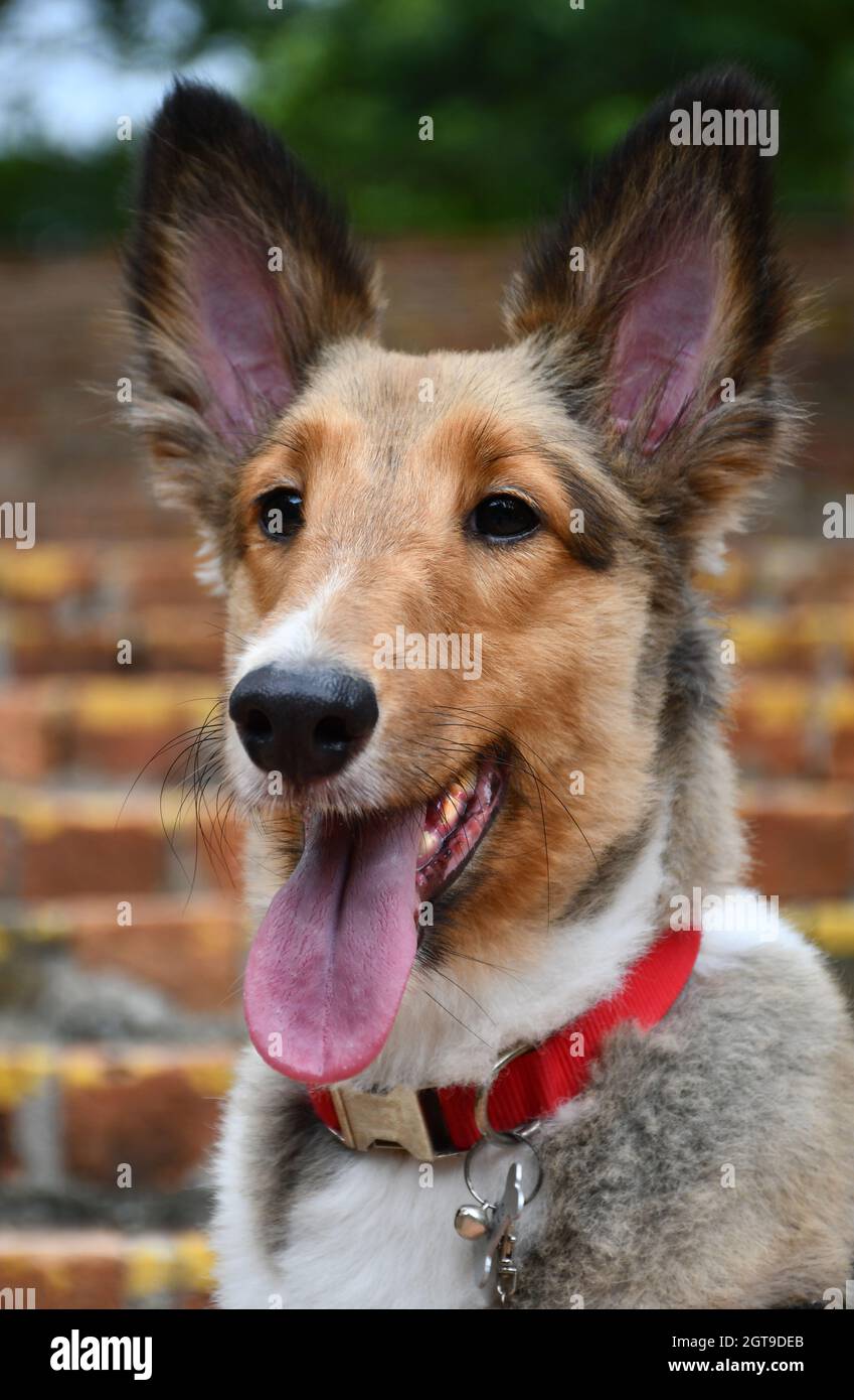 Short shetland hi-res stock photography and images - Alamy