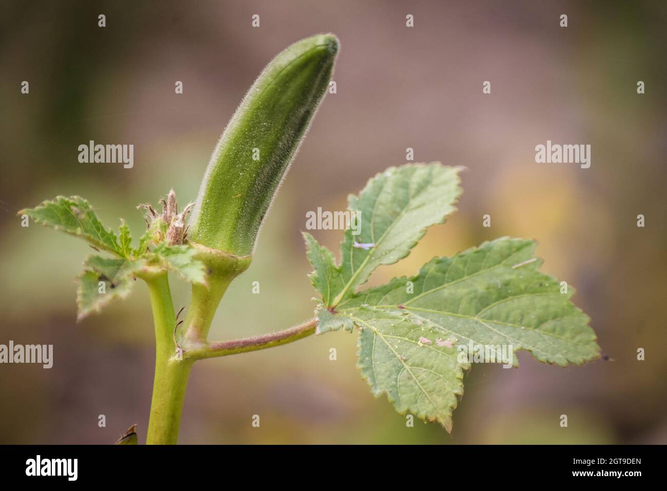 Okra bud hi-res stock photography and images - Alamy
