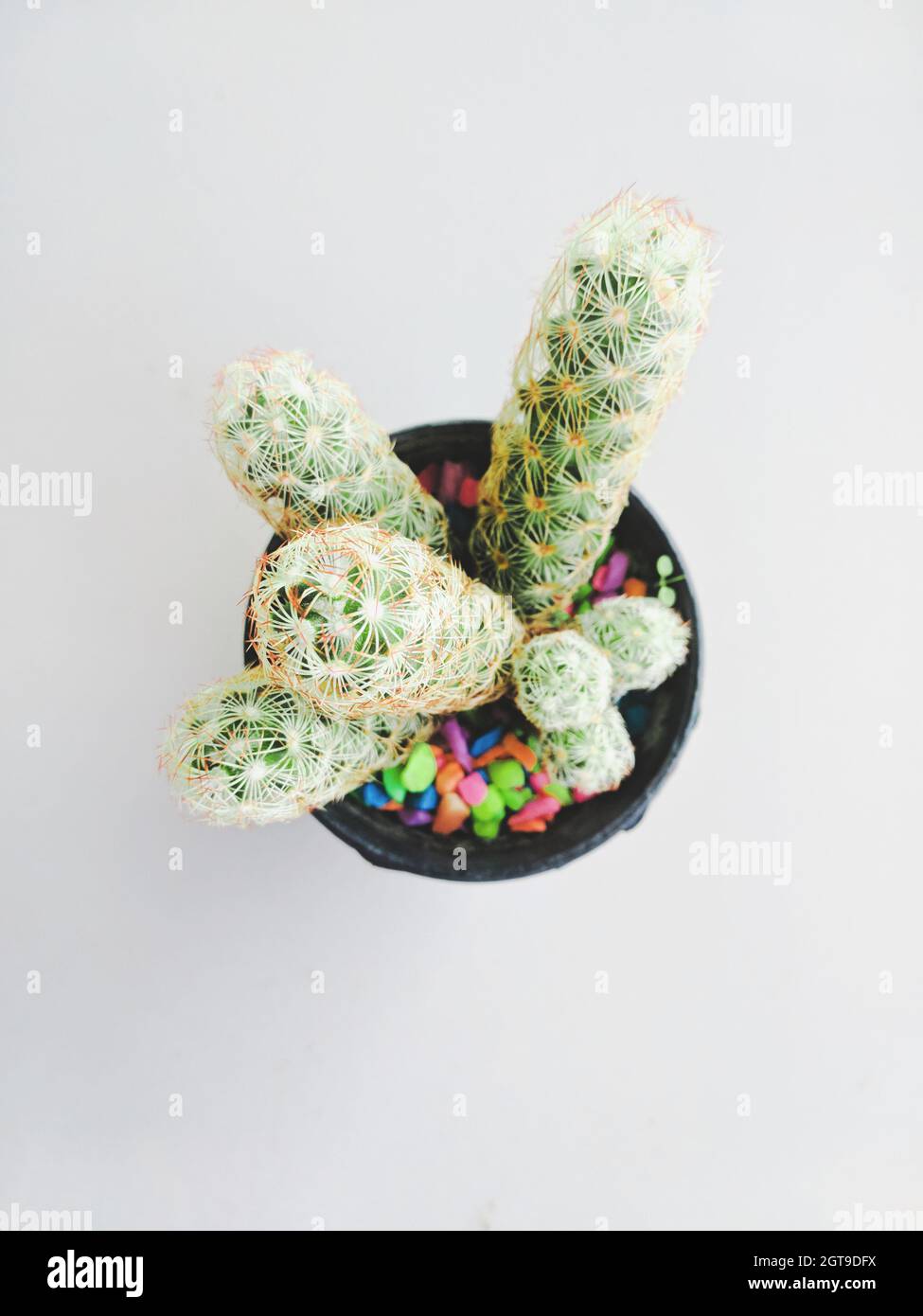 Cactus point hi-res stock photography and images - Alamy