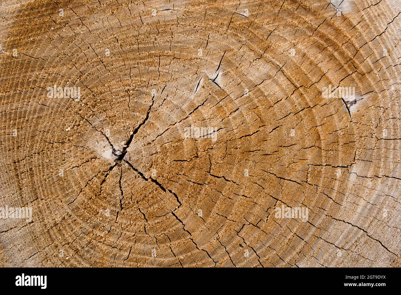 Cross sectional cut hi-res stock photography and images - Alamy