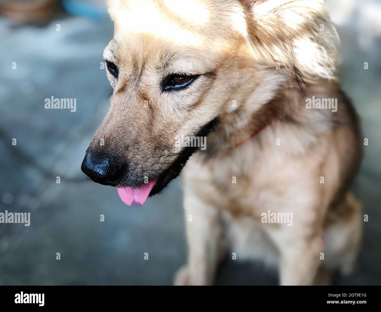 Brown Dog From Above Stock Photo - Alamy