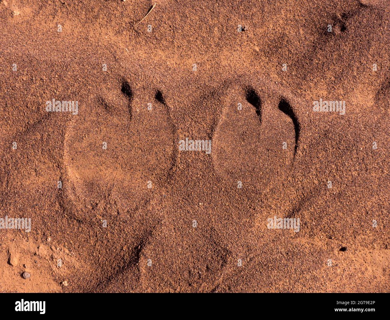 Camel footprint hi-res stock photography and images - Alamy