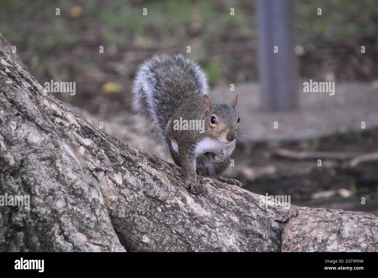 Rodent scampering hi-res stock photography and images - Alamy