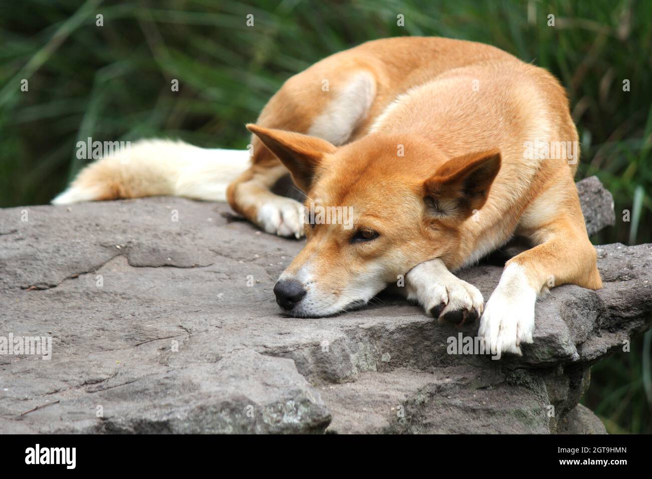 Where Do Dingoes Sleep