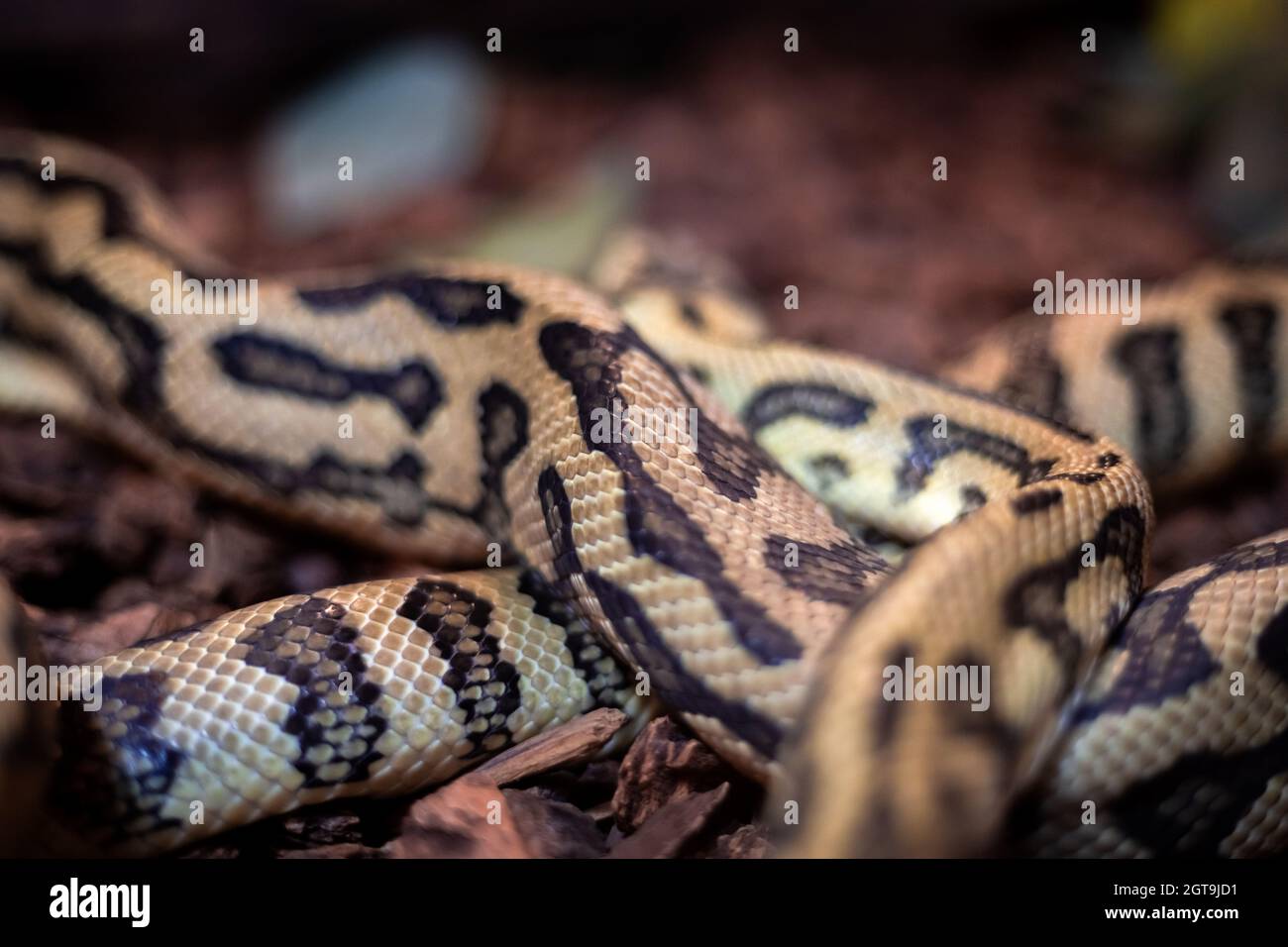 Jungle Carpet Snake High Resolution Stock Photography and Images - Alamy