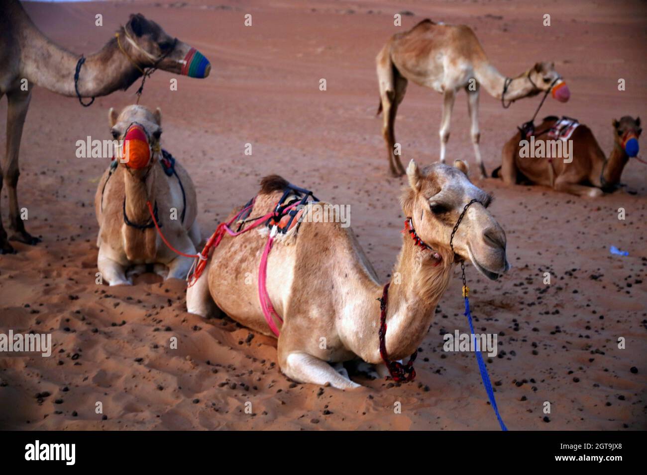 Omani wildlife hi-res stock photography and images - Alamy