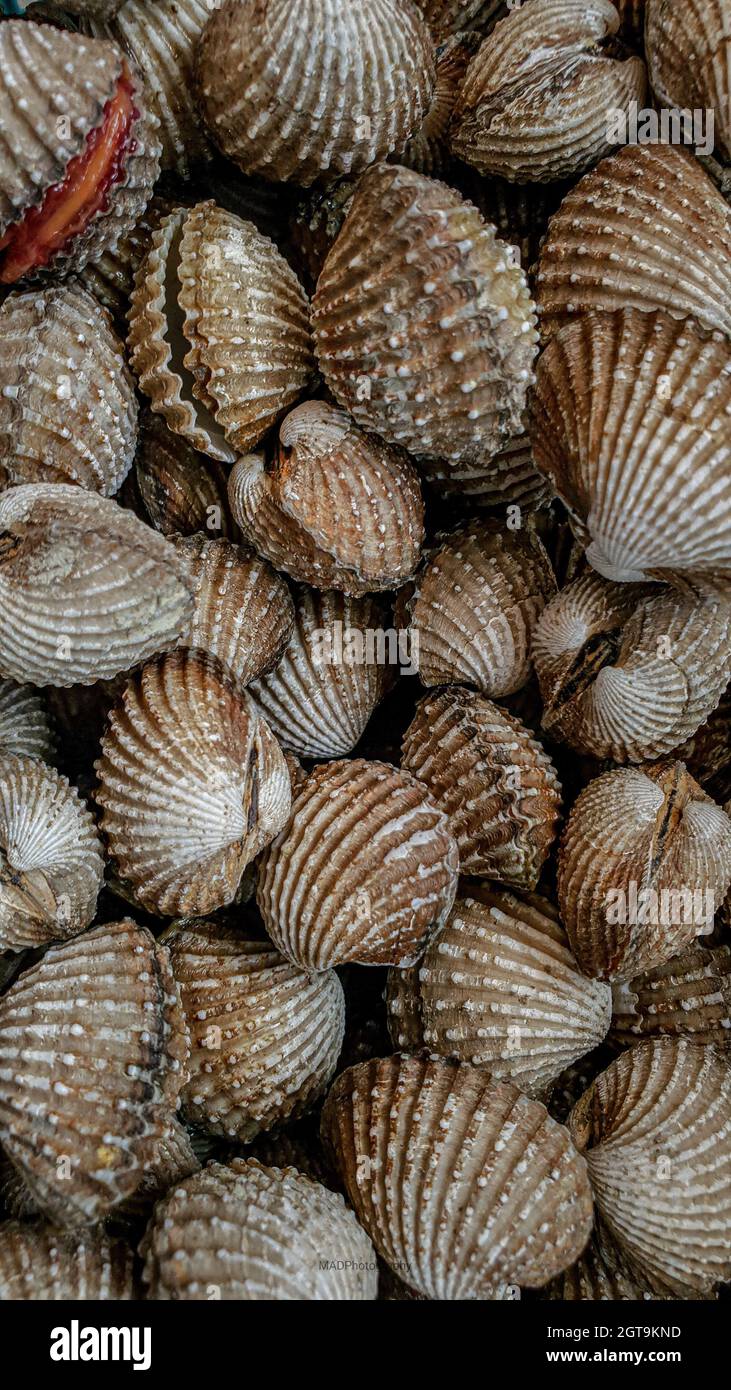 Fossil fish eating fish hi-res stock photography and images - Alamy