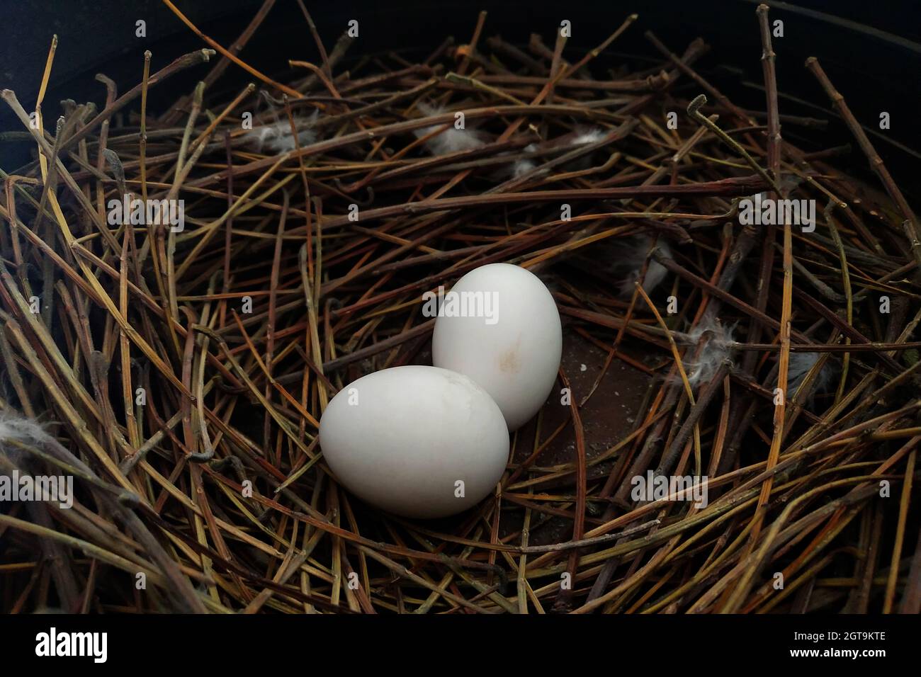 Pigeon eggs in the nest hi-res stock photography and images - Alamy