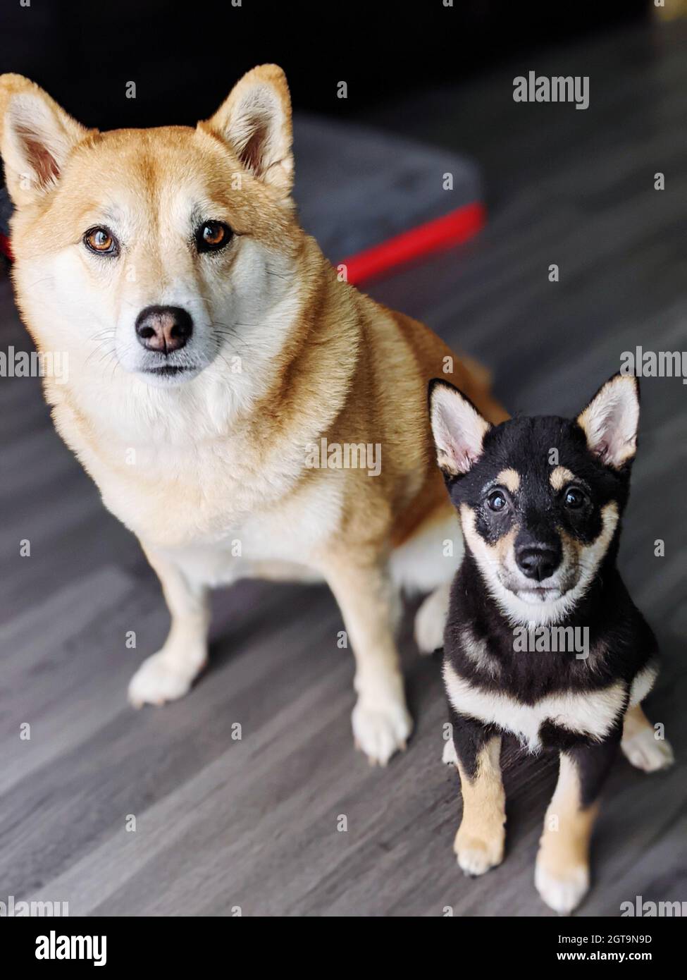 Black and tan shiba inu hi-res stock photography and images - Alamy