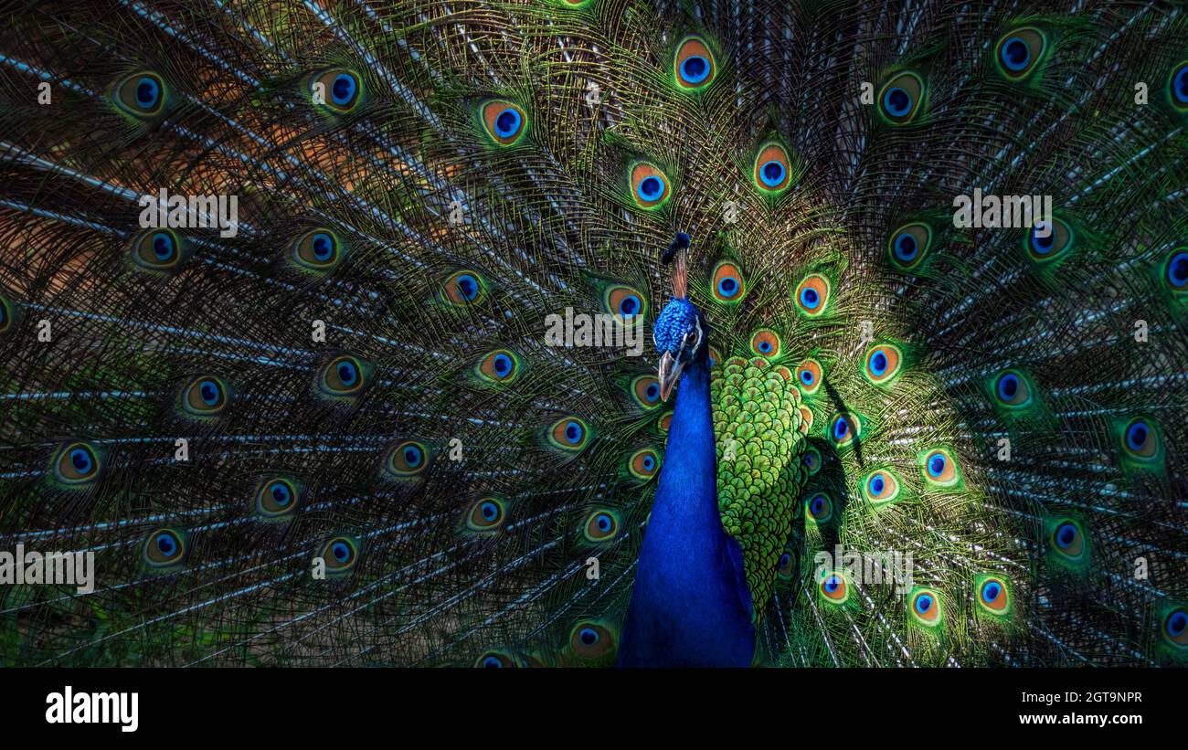 Peacock full body shot hi-res stock photography and images - Alamy