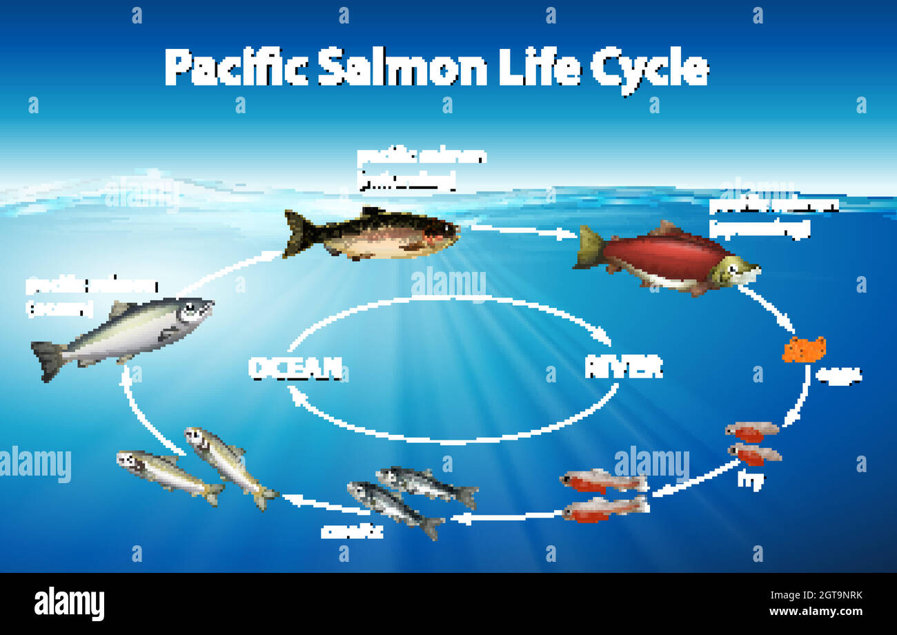 Diagram Showing Pacific Salmon Life Cycle Stock Vector Image And Art Alamy