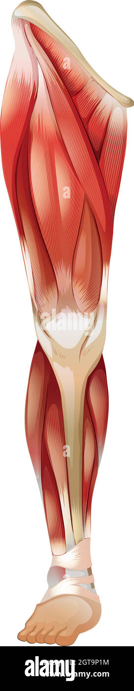 Legs up muscle Stock Vector Images - Alamy