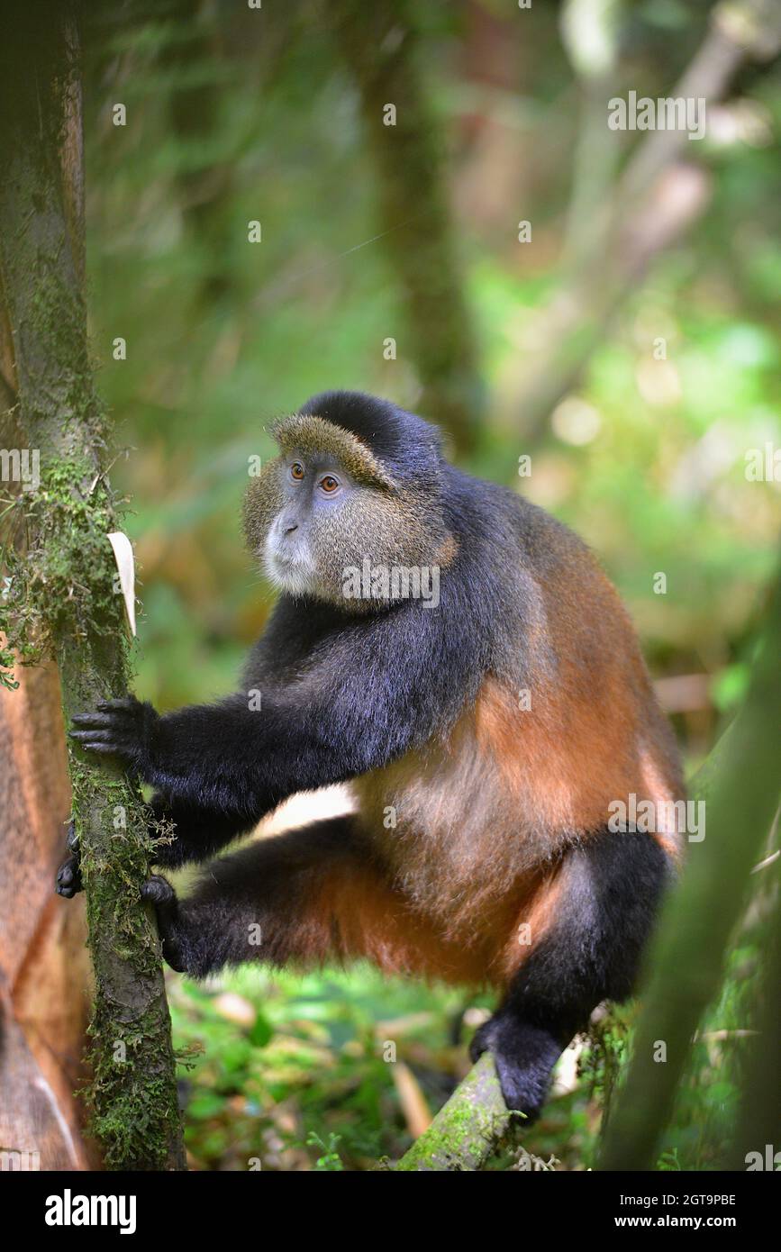 Endangered golden monkey sitting on hi-res stock photography and images ...