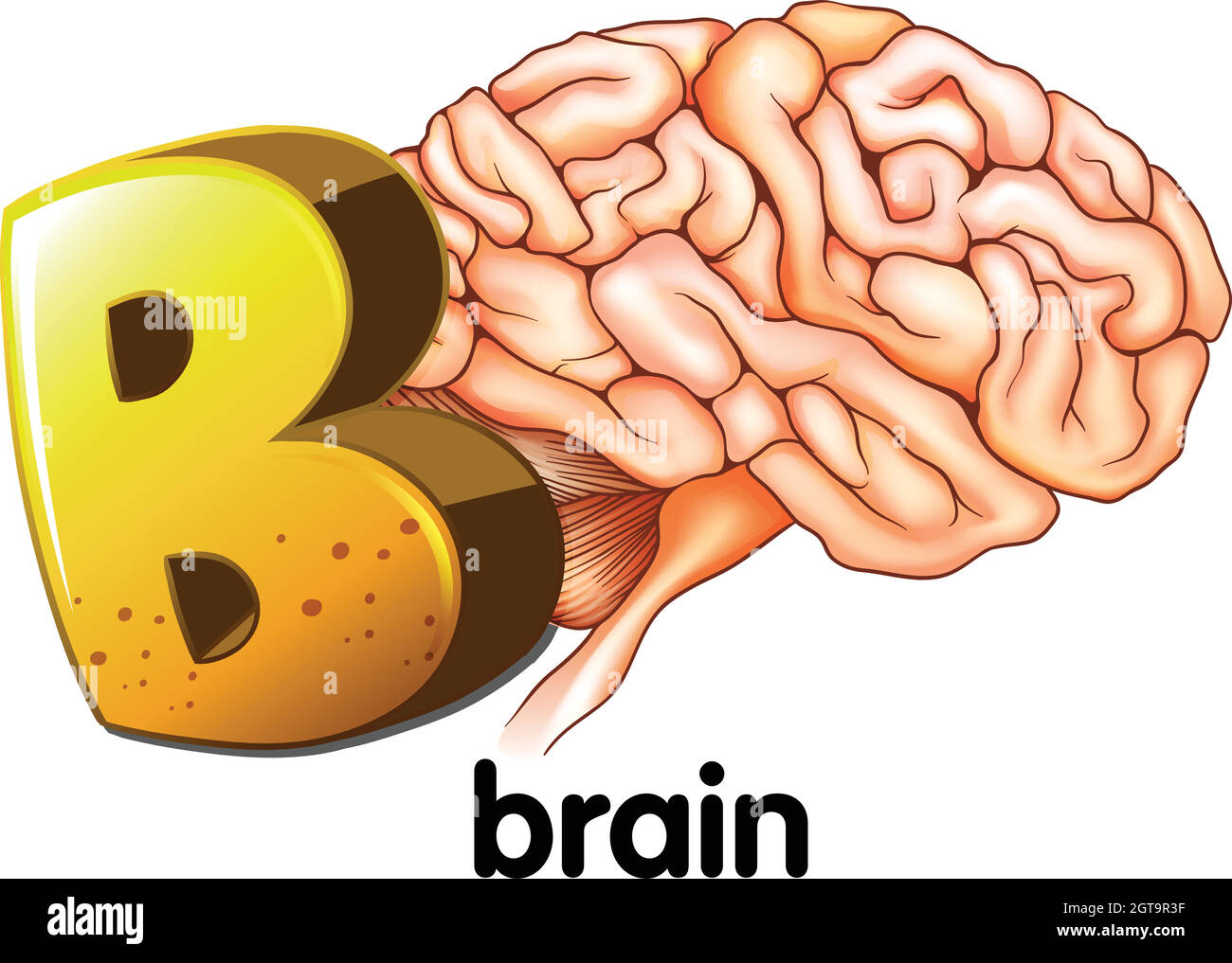 A letter B for brain Stock Vector Image & Art - Alamy
