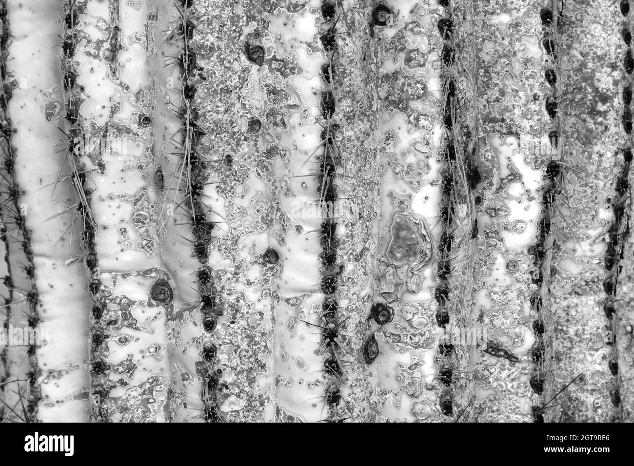 Saguaro Texture Black and White Stock Photos & Images - Alamy