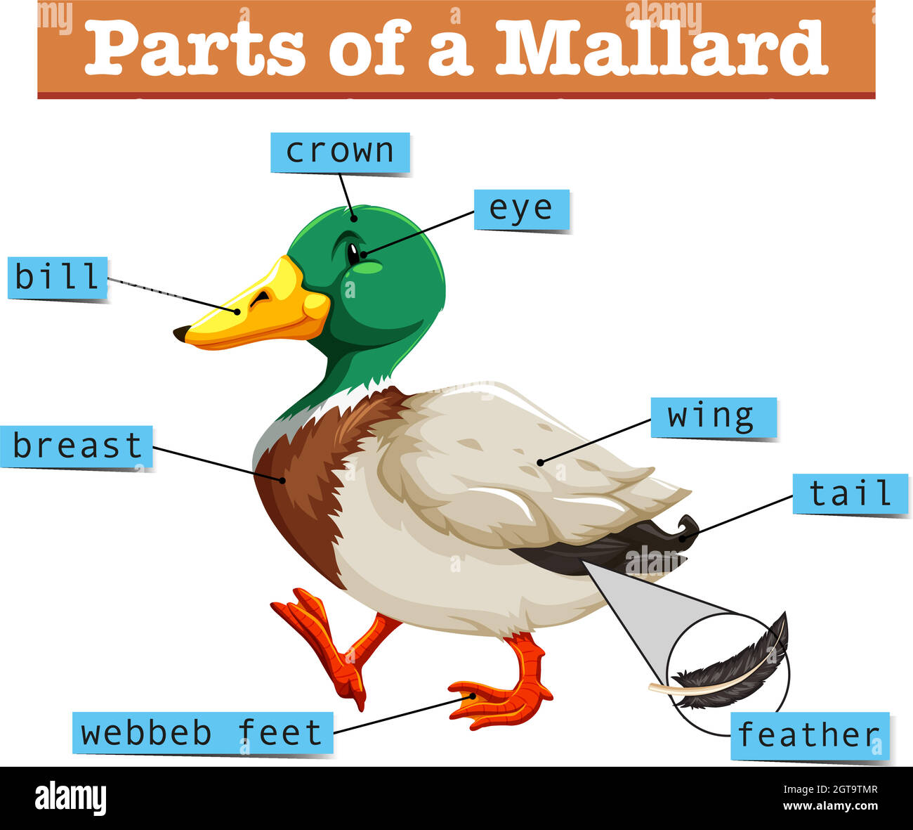 Different parts Stock Vector Images - Alamy