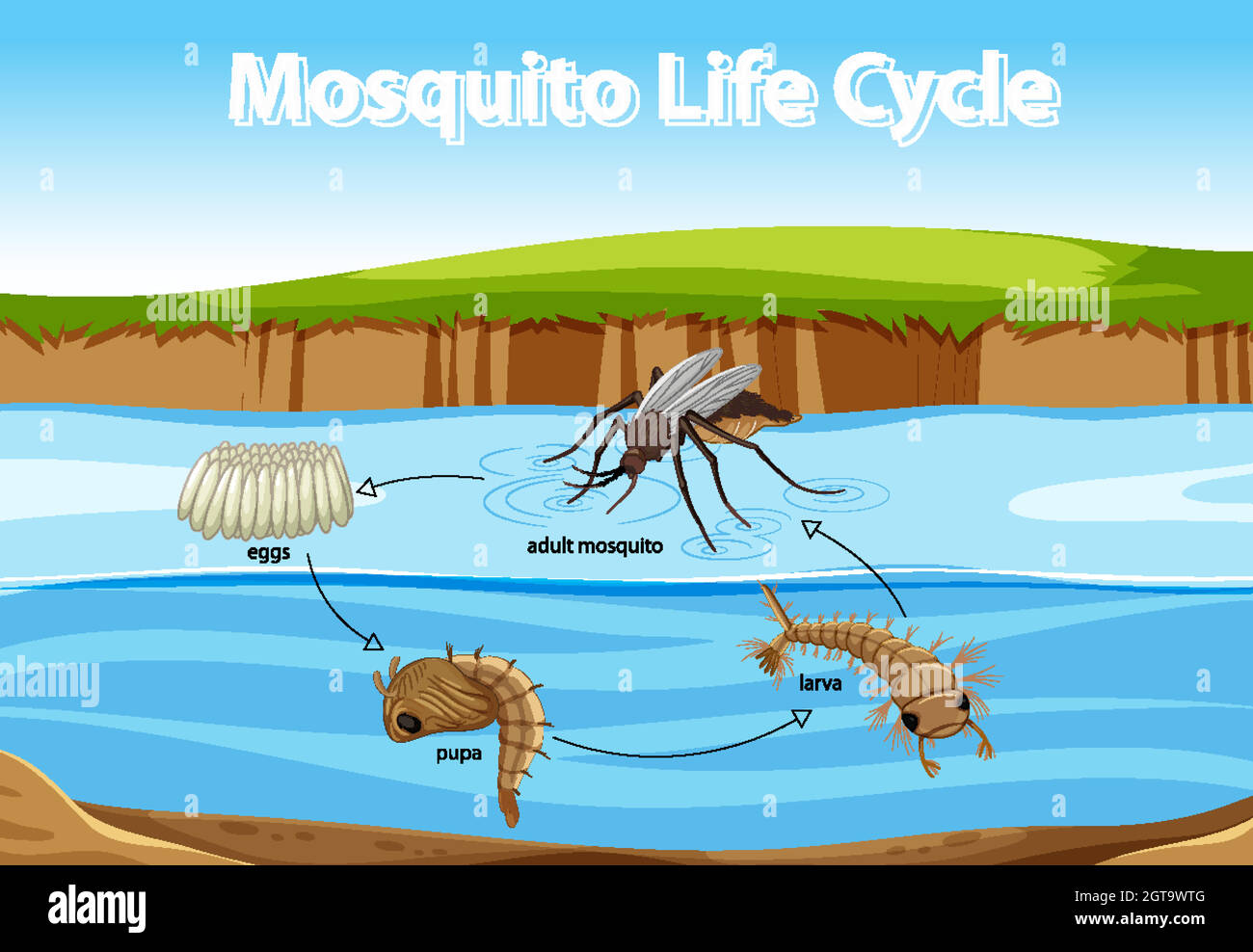 Diagram showing mosquito life cycle Stock Vector Image & Art - Alamy Diagram showing mosquito life cycle Stock Vector Image & Art - Alamy