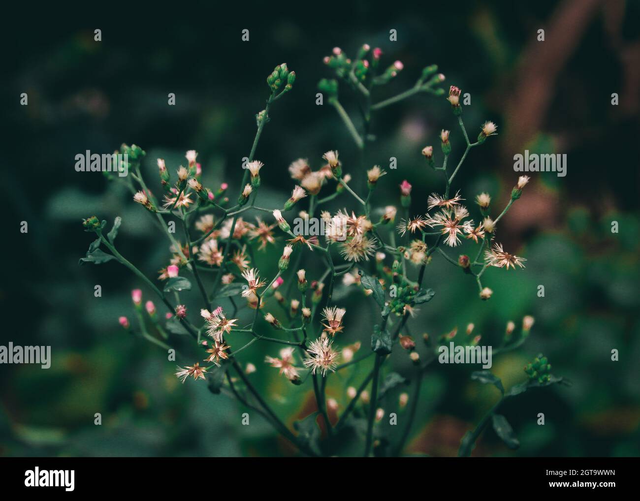 Ternate philippines High Resolution Stock Photography and Images - Alamy