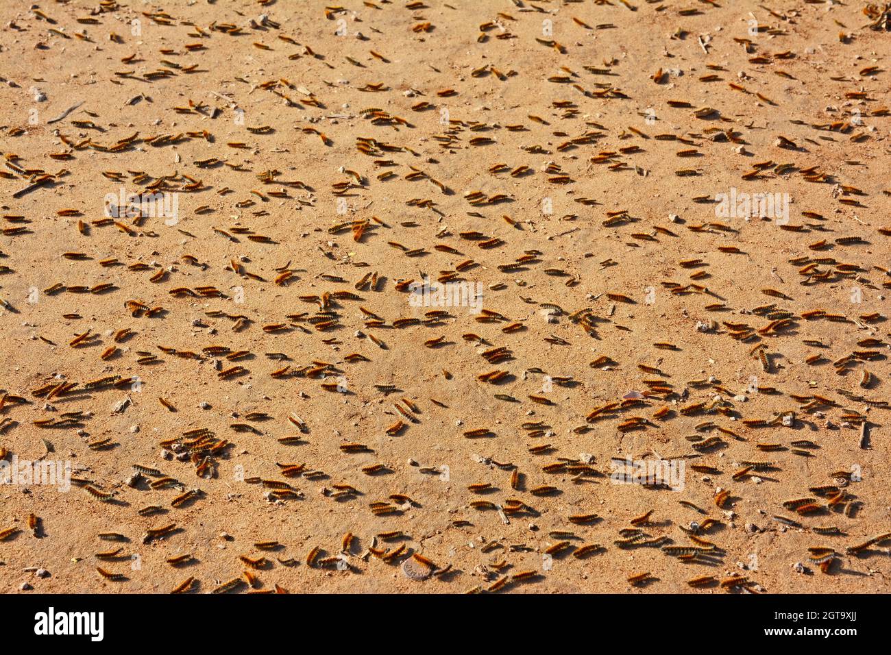 Caterpillar season hi-res stock photography and images - Alamy