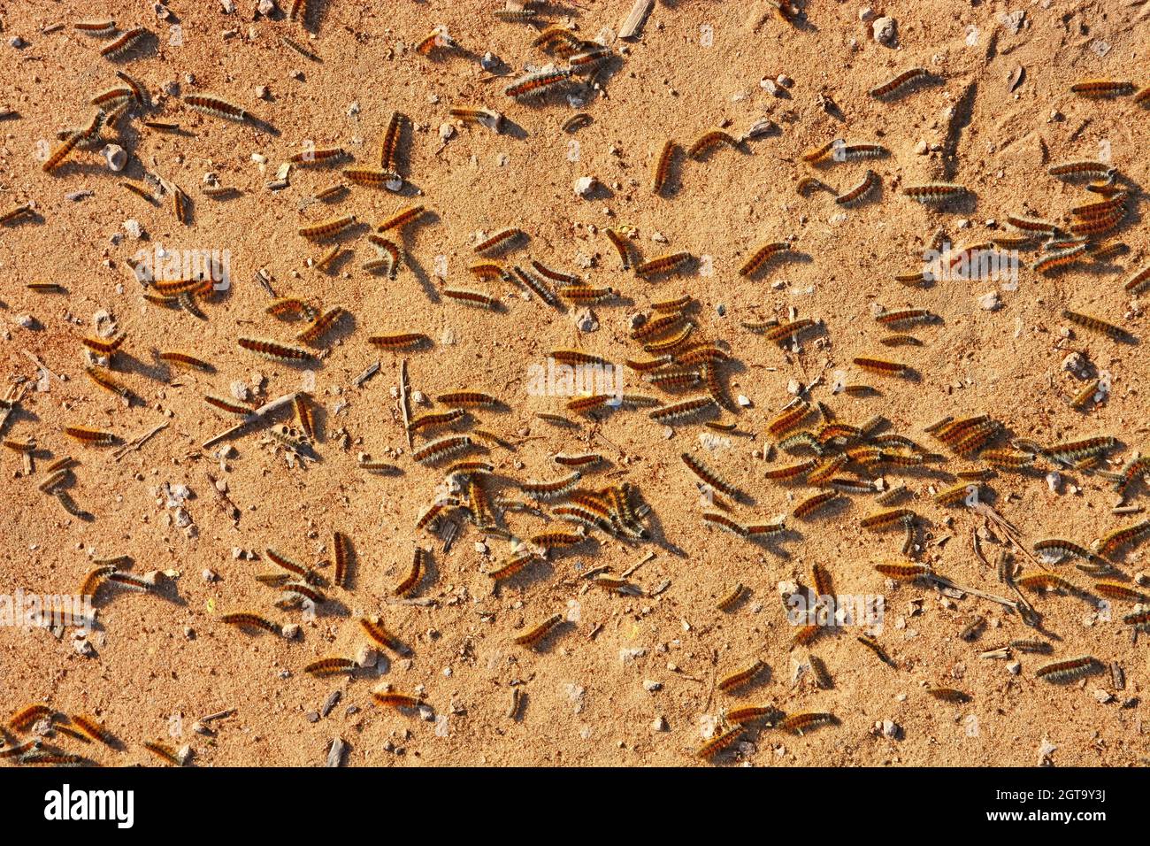 Caterpillar swarm on the march Stock Photo - Alamy