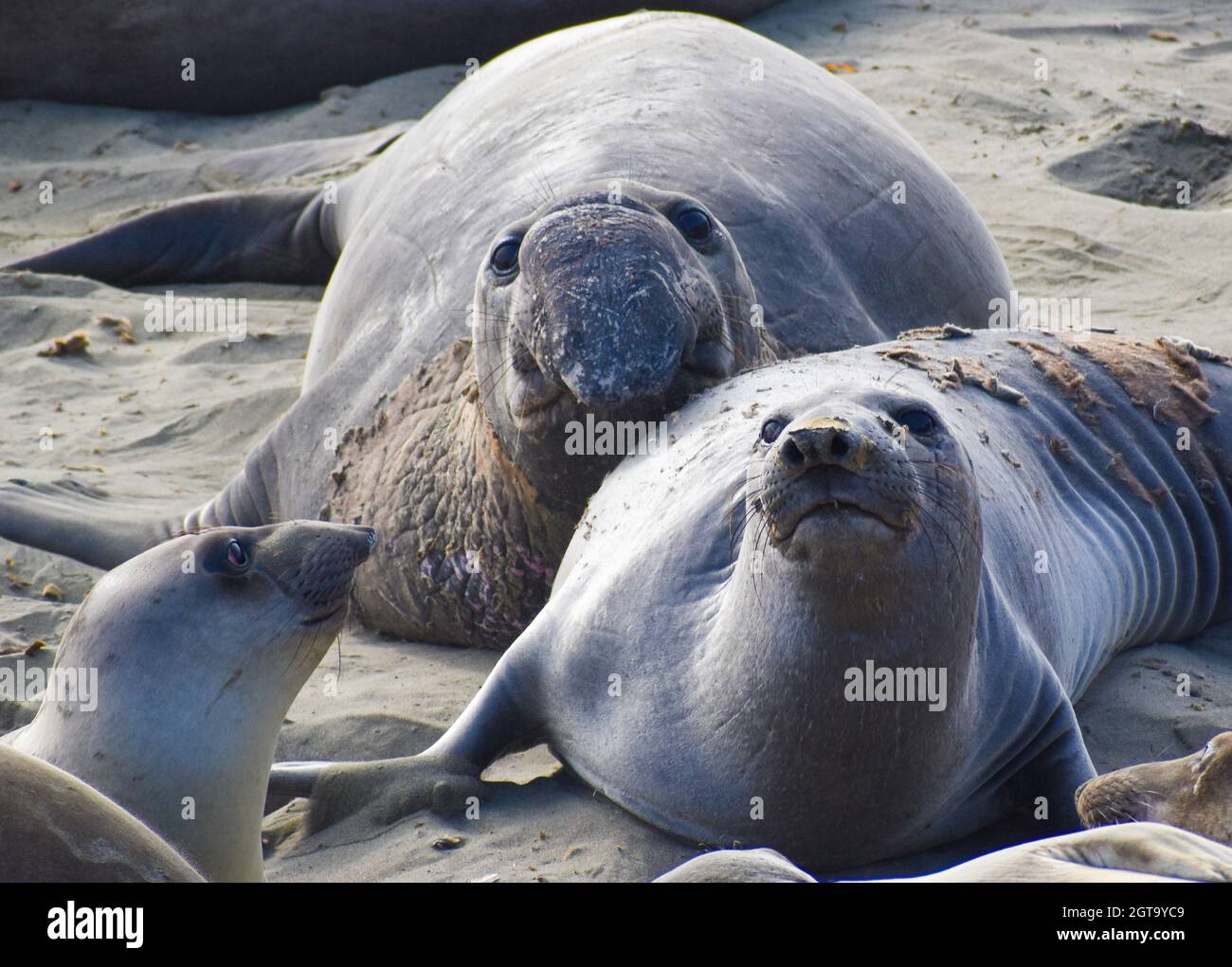 Seal family hi-res stock photography and images - Alamy