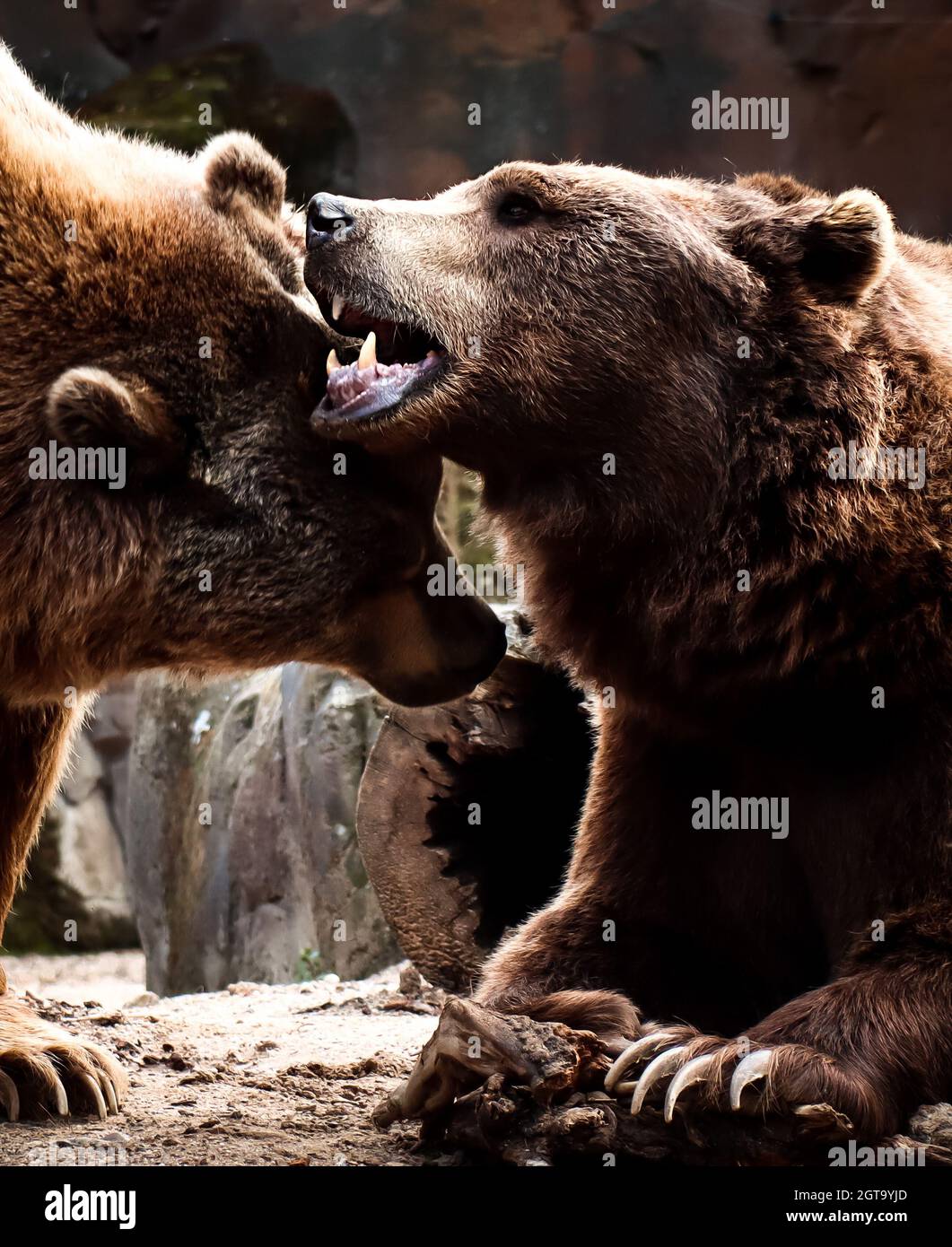 Animal anger hi-res stock photography and images - Alamy